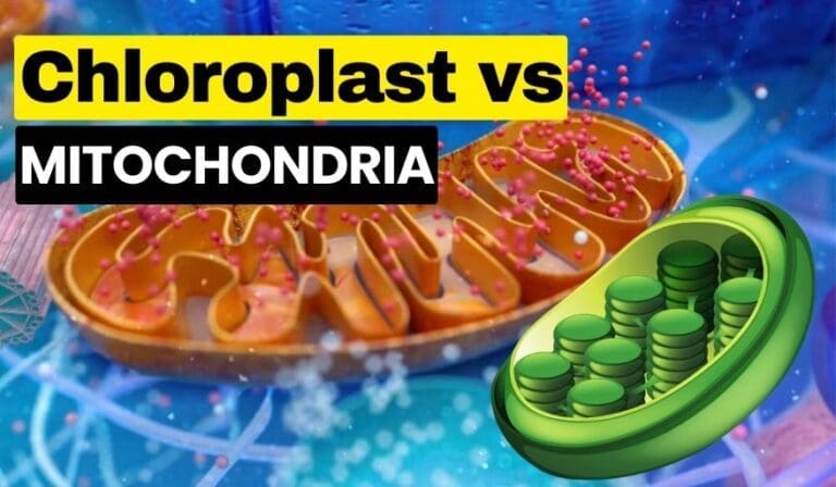 Chloroplast vs. Mitochondria: 5 shocking differences